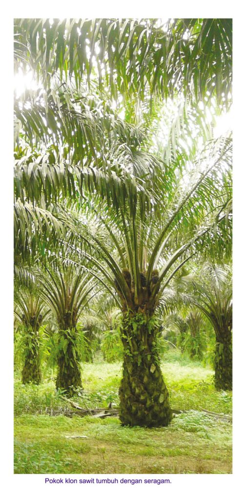 Sawit DXP vs Sawit Klon (Perbandingan Hasil Buah Tandan Segar) - INFO ...