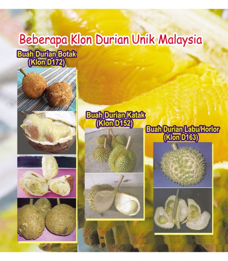 Beberapa Klon Durian Unik Malaysia - INFO PERTANIAN online