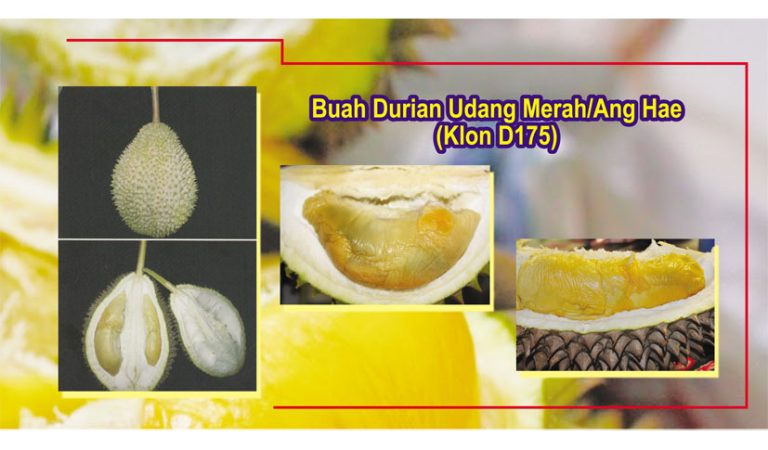 Beberapa Klon Durian Unik Malaysia - INFO PERTANIAN online