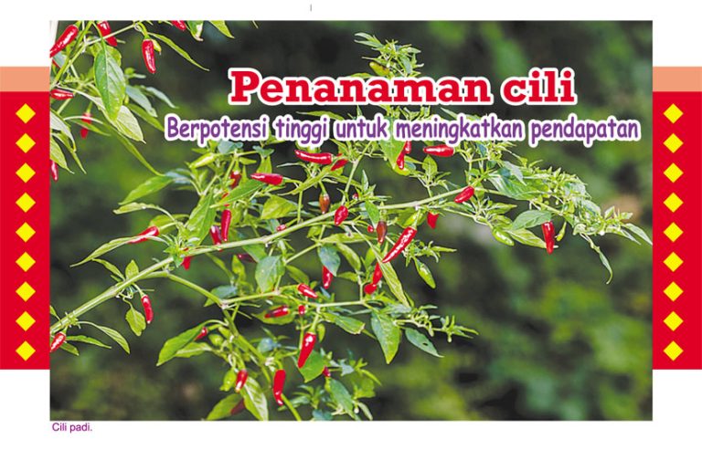 Penanaman cili Berpotensi tinggi untuk meningkatkan pendapatan - INFO ...