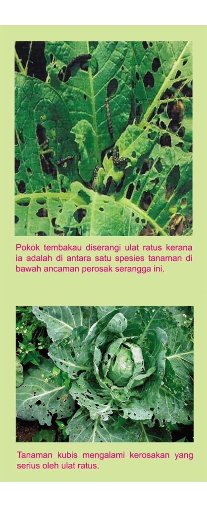 Ulat Ratus Perlu Dikawal Untuk Meminimumkan Kerugian Hasil Tanaman ...