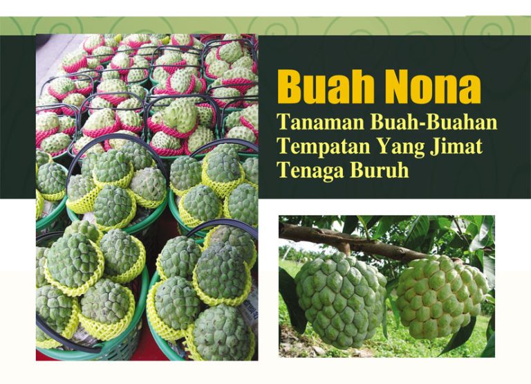 Buah Nona-Tanaman Buah-Buahan Tempatan Yang Jimat Tenaga Buruh - INFO ...