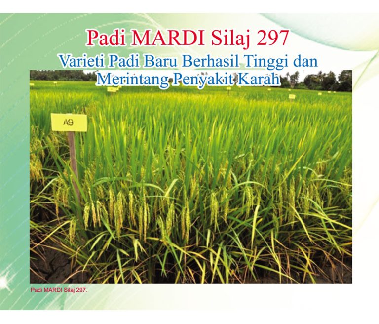 Padi MARDI Silaj 297 Varieti Padi Baru Berhasil Tinggi dan Merintang ...