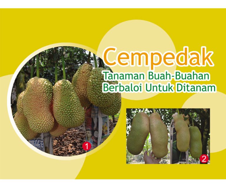 Cempedak, Tanaman Buah-Buahan Berbaloi Untuk Ditanam - INFO PERTANIAN ...