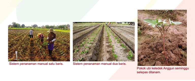 Penanaman Ubi Keledek Ungu Anggun - INFO PERTANIAN online