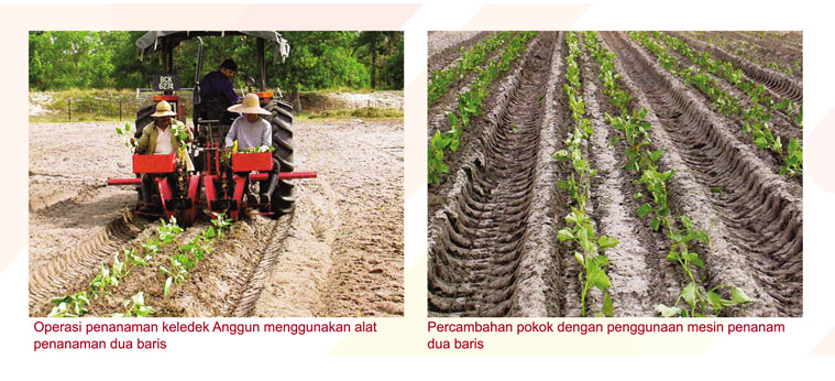 Penanaman Ubi Keledek Ungu Anggun - INFO PERTANIAN online