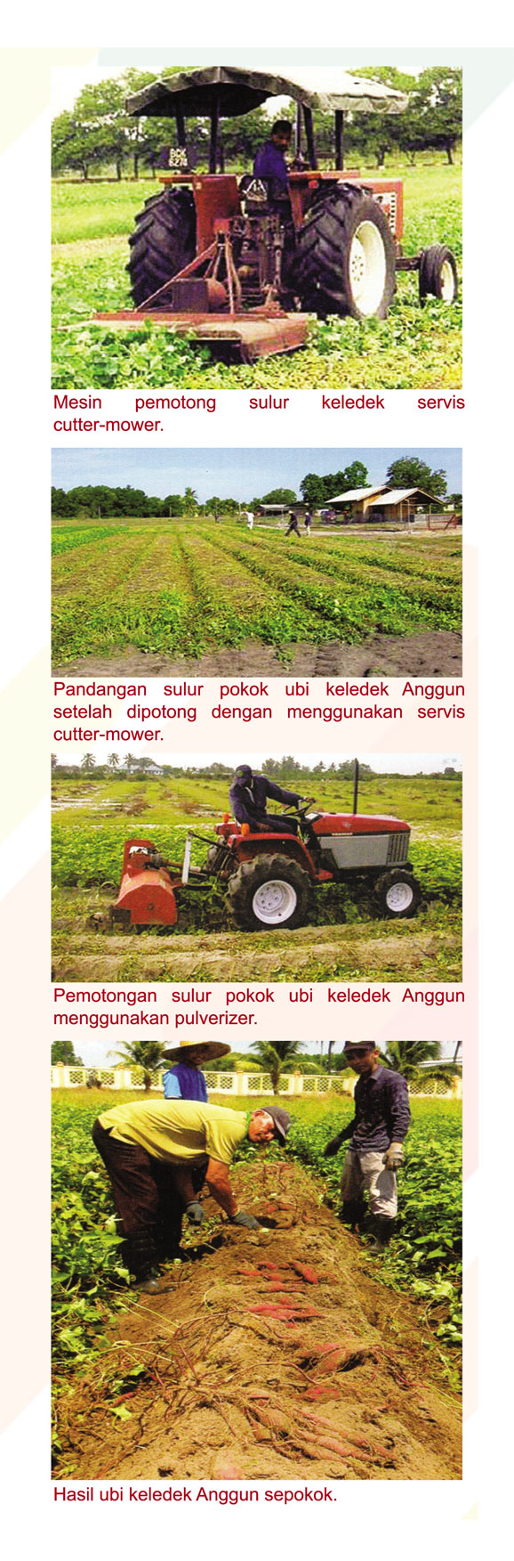 Penanaman Ubi Keledek Ungu Anggun - INFO PERTANIAN online