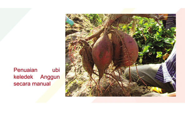 Penanaman Ubi Keledek Ungu Anggun - INFO PERTANIAN online