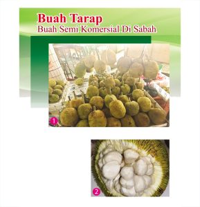 Buah Tarap, Buah Semi Komersial Di Sabah - INFO PERTANIAN online