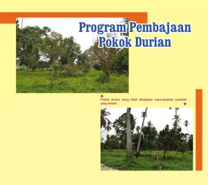 Program Pembajaan Pokok Durian - INFO PERTANIAN online