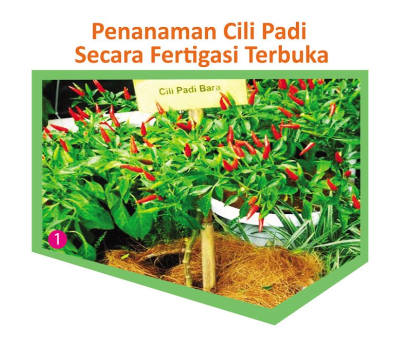 Penanaman Cili Padi Secara Fertigasi Terbuka - INFO PERTANIAN online