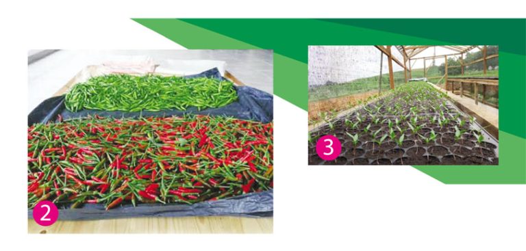 Penanaman Cili Padi Secara Fertigasi Terbuka - INFO PERTANIAN online