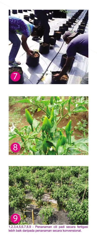 Penanaman Cili Padi Secara Fertigasi Terbuka - INFO PERTANIAN online