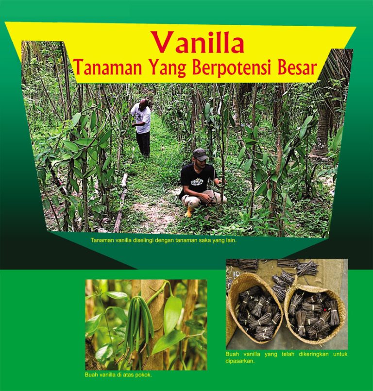 Vanilla.Tanaman Yang Berpotensi Besar - INFO PERTANIAN online