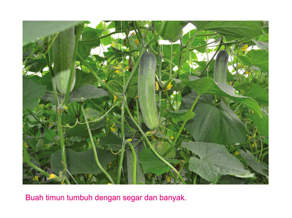 Penanaman Timun, Apa Yang Diperlukan? - INFO PERTANIAN online