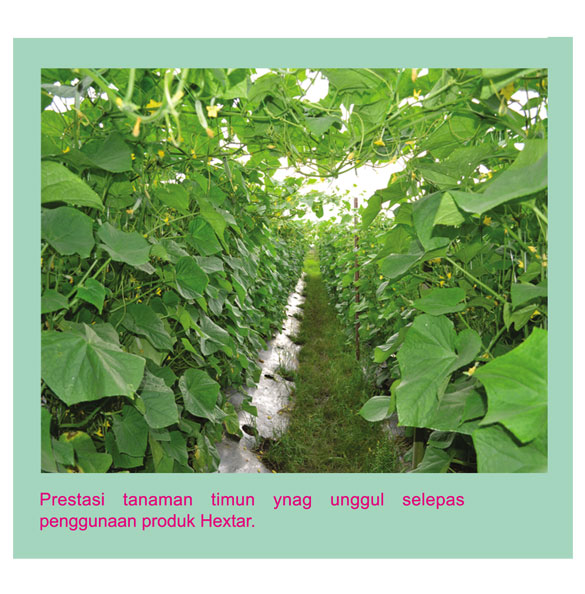 Penanaman Timun, Apa Yang Diperlukan? - INFO PERTANIAN online