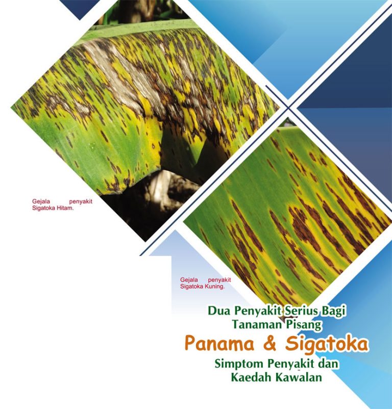 Dua Penyakit Serius Bagi Tanaman Pisang, Panama & Sigatoka, Simptom ...