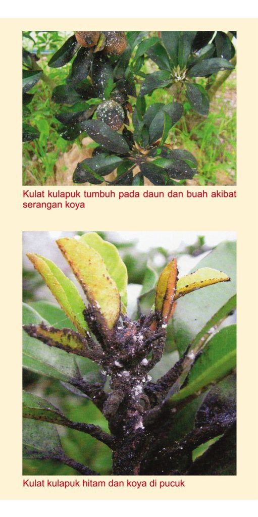 Serangan Koya Ke atas Buah Ciku Dan Kaedah Kawalan - INFO PERTANIAN online