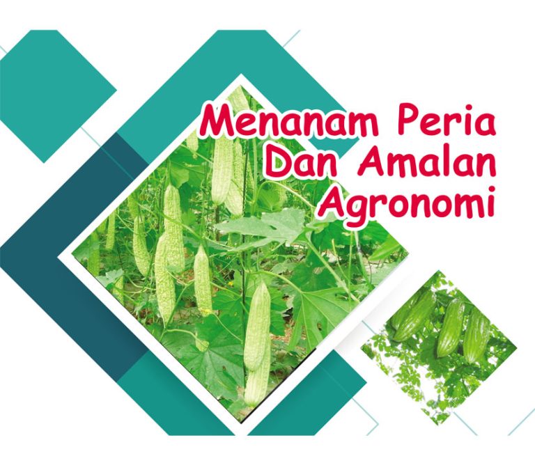 Menanam Peria Dan Amalan Agronomi - INFO PERTANIAN online