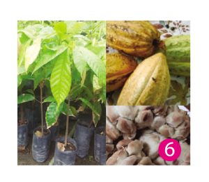 Menanam Koko Secara Saintifik - INFO PERTANIAN online