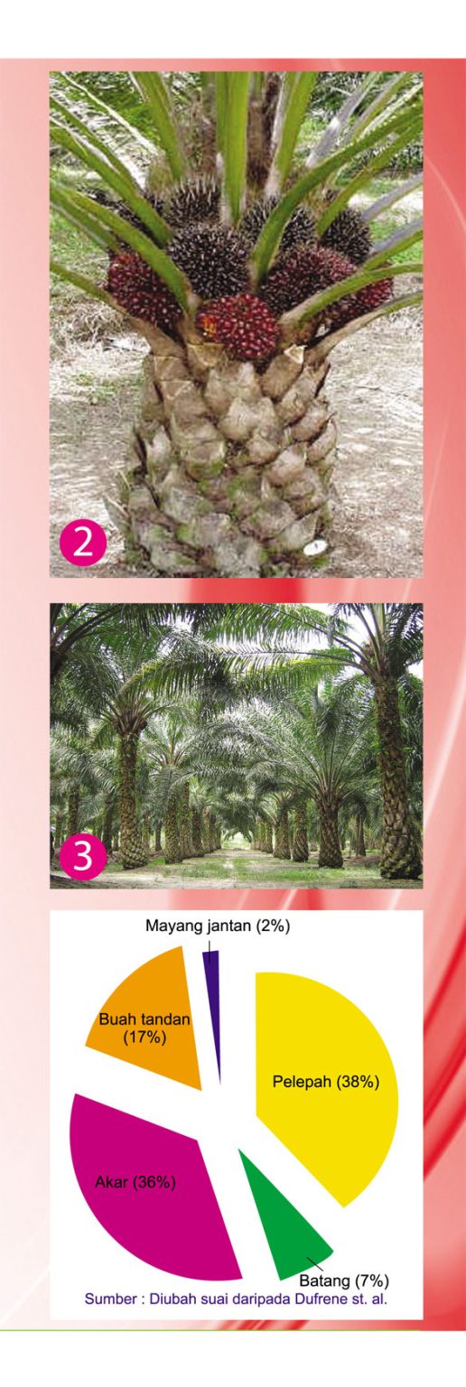 Potensi Hasil Sawit - INFO PERTANIAN online