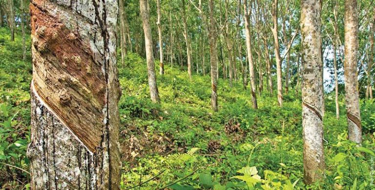 420,000 Ha Kebun Getah Di Malaysia Tidak Ditoreh,Terpaksa Mengimport ...