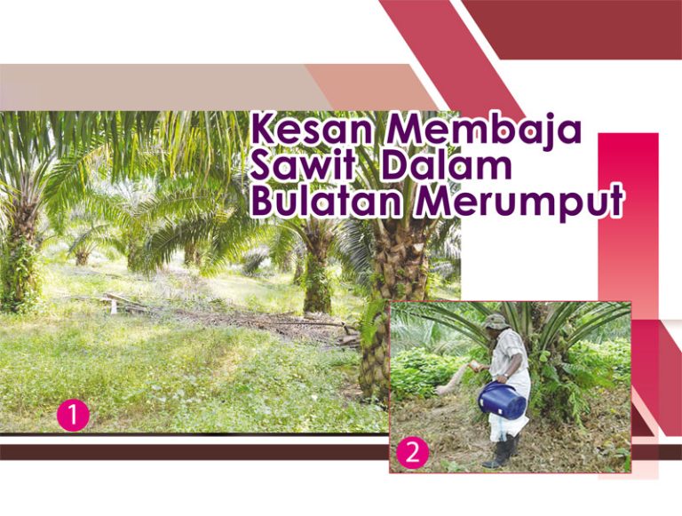 Kesan Membaja Sawit Dalam Bulatan Merumput - INFO PERTANIAN online