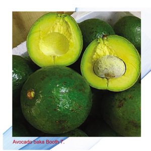Avocado Semakin Penting Dalam Sektor Buah-Buahan tempatan - INFO ...