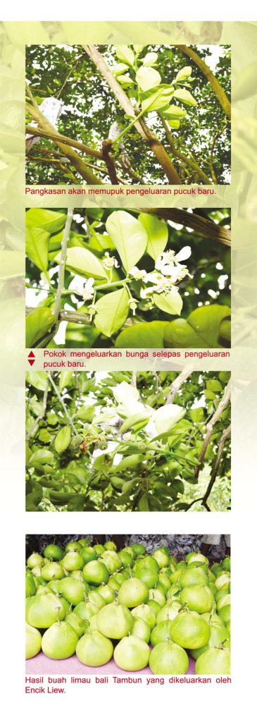 Limau Bali Tambun : Buah-Buahan Ikon Malaysia - INFO PERTANIAN online