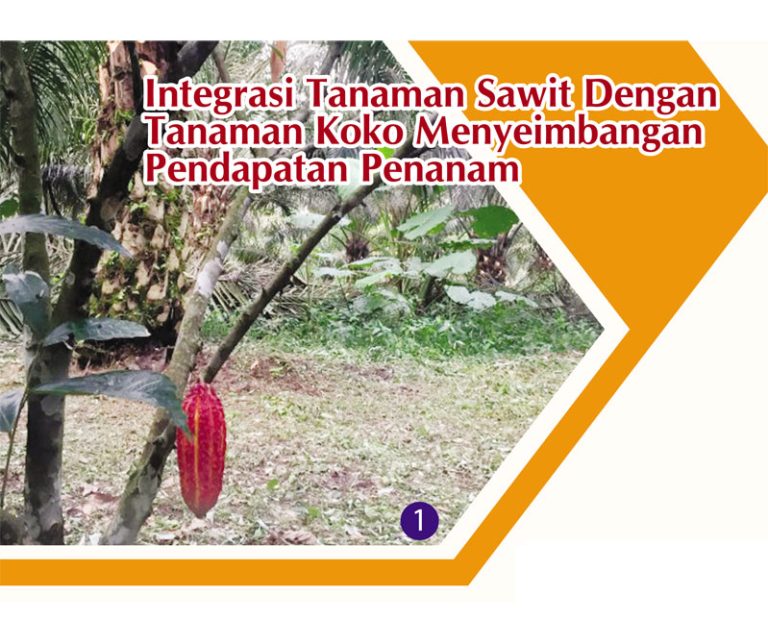 Integrasi Tanaman Sawit Dengan Tanaman Koko Menyeimbangan Pendapatan ...