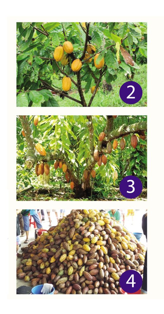 Integrasi Tanaman Sawit Dengan Tanaman Koko Menyeimbangan Pendapatan ...