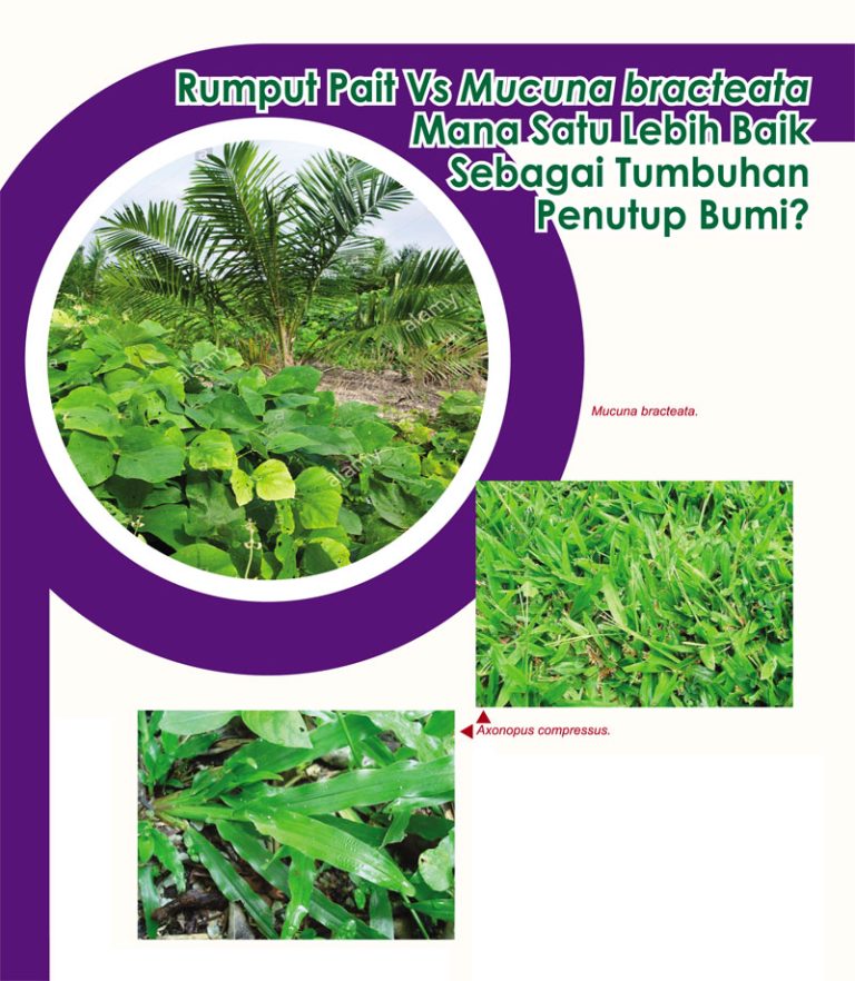 Rumput Pait Vs Mucuna bracteata. Mana Satu Lebih Baik Sebagai Tumbuhan ...