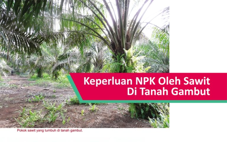 Keperluan NPK Oleh Sawit Di Tanah Gambut - INFO PERTANIAN online