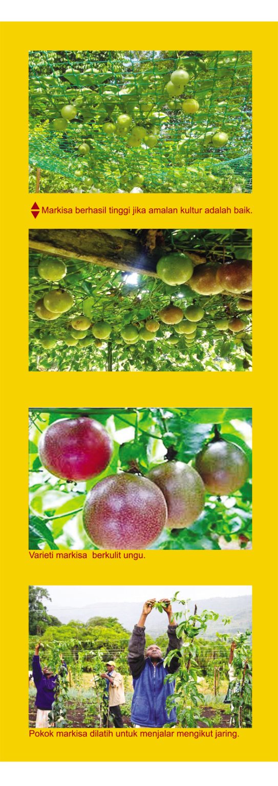 Markisa,Tanaman Berpotensi Untuk Diusahakan Di Malaysia - INFO ...