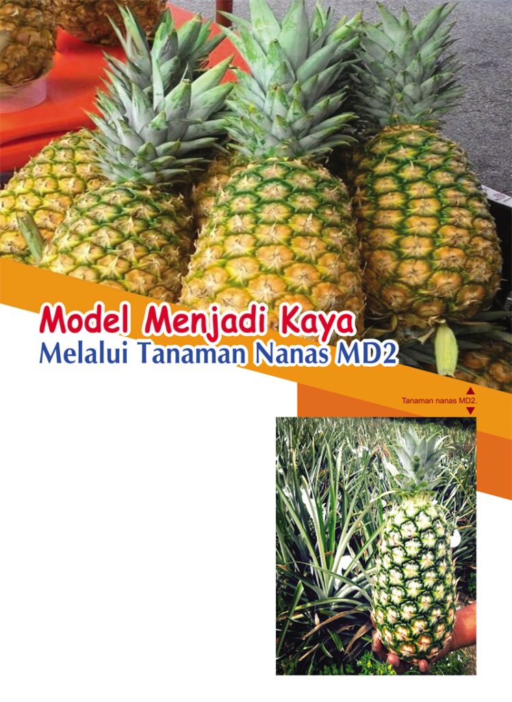 Model Menjadi Kaya Melalui Tanaman Nanas MD2 - INFO PERTANIAN online
