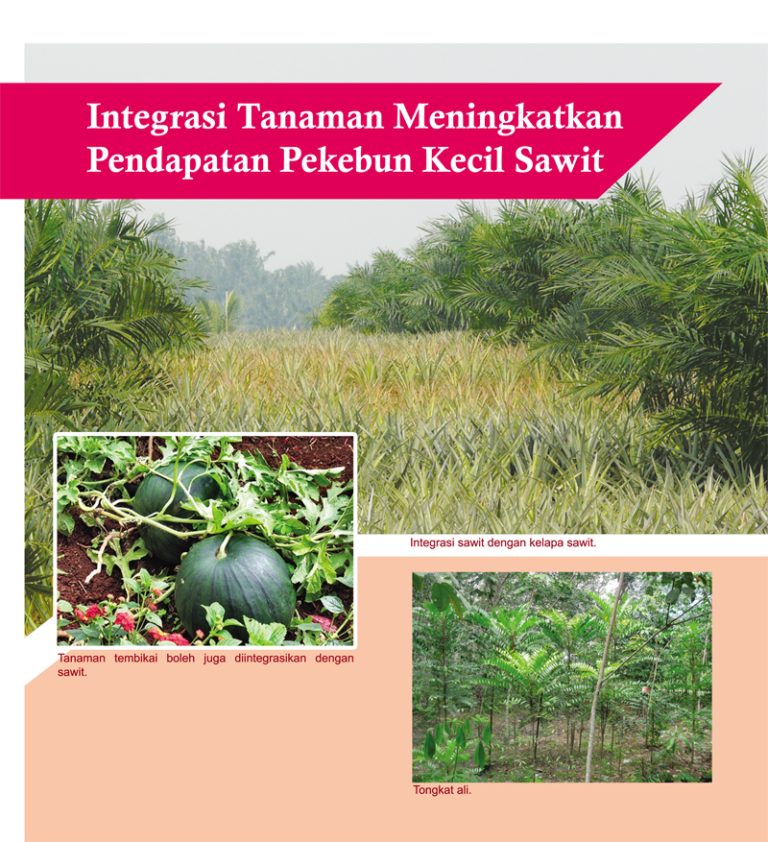 Integrasi Tanaman Meningkatkan Pendapatan Pekebun Kecil Sawit - INFO ...