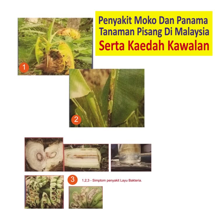 Penyakit Moko Dan Panama Tanaman Pisang Di Malaysia Serta Kaedah ...