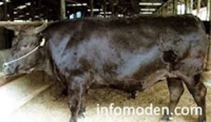 6 Jenis Baka Lembu Di Malaysia - INFO PERTANIAN online