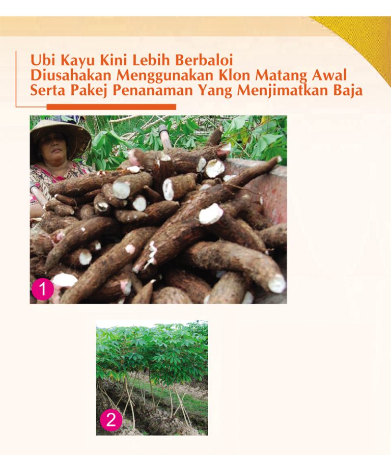 Ubi Kayu Kini Lebih Berbaloi Diusahakan Menggunakan Klon Matang Awal ...