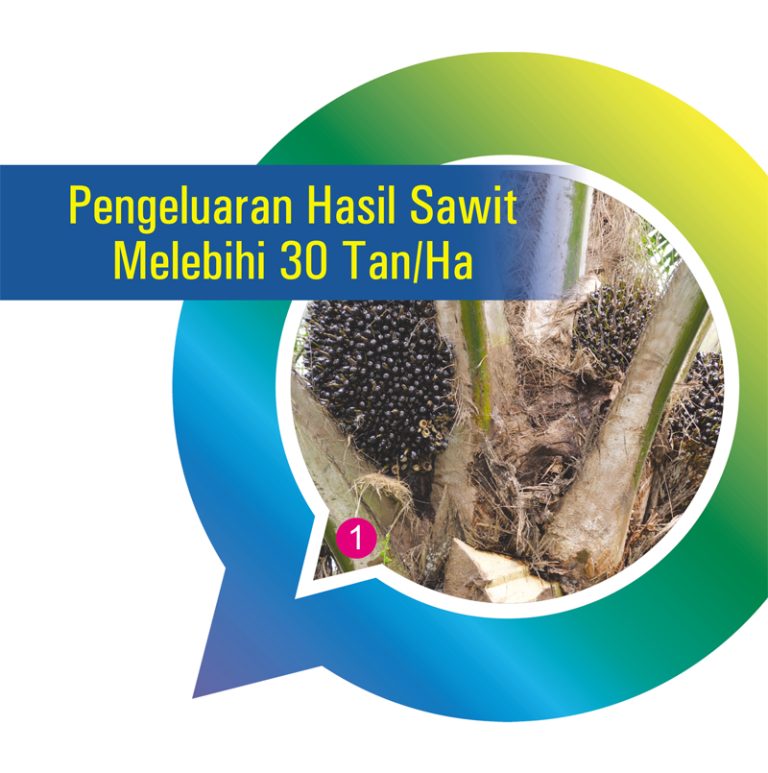 Pengeluaran Hasil Sawit Melebihi 30 Tan/Ha - INFO PERTANIAN online