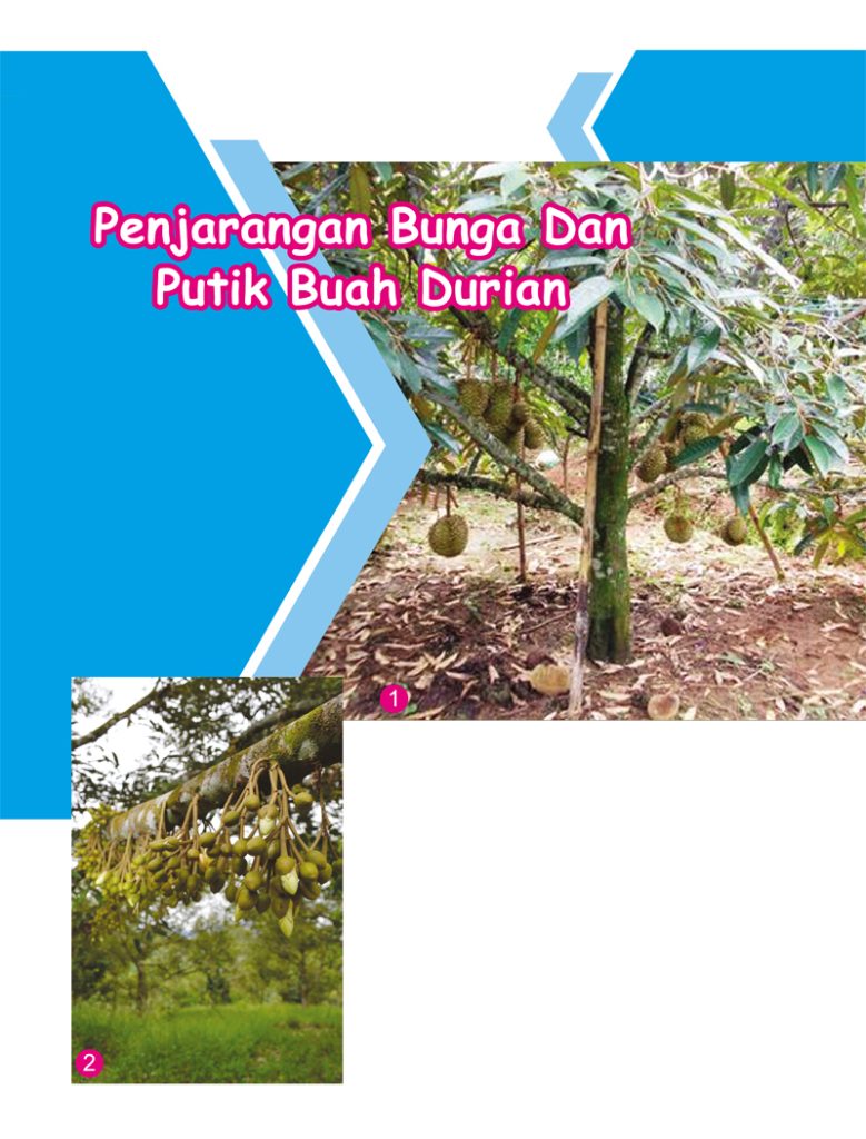 Penjarangan Bunga Dan Putik Buah Durian - INFO PERTANIAN online