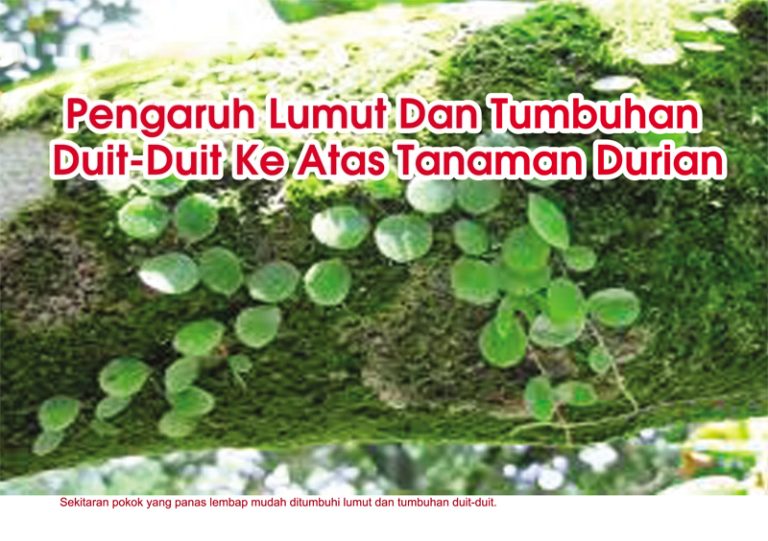 Pengaruh Lumut Dan Tumbuhan Duit-Duit Ke Atas Tanaman Durian - INFO ...