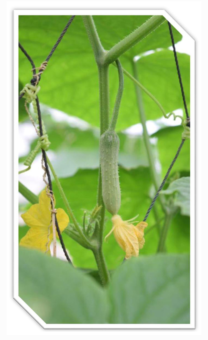 Pengairan Dan Pembajaan Dalam Fertigasi ( Bahagian 2/2) - INFO ...