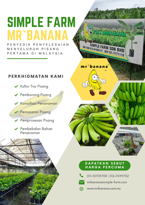 Dua Langkah Pembajaan Pokok Buah-Buahan - INFO PERTANIAN online