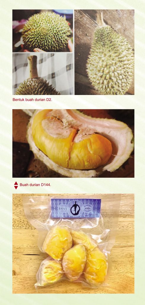 Durian D2 (Dato' Nina) Varieti Kuno, Kualiti Tinggi! - INFO PERTANIAN ...