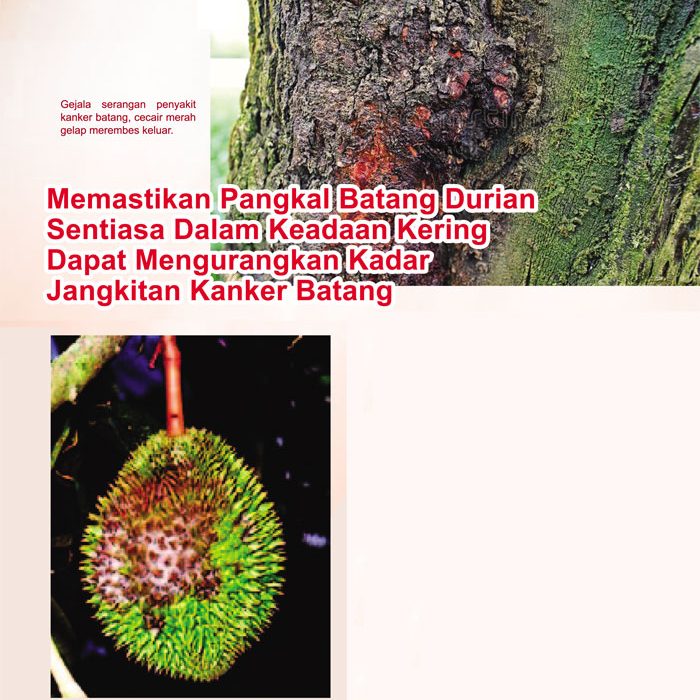 Dua Langkah Pembajaan Pokok Buah-Buahan - INFO PERTANIAN online