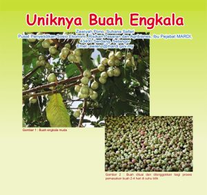 Uniknya Buah Engkala - INFO PERTANIAN online