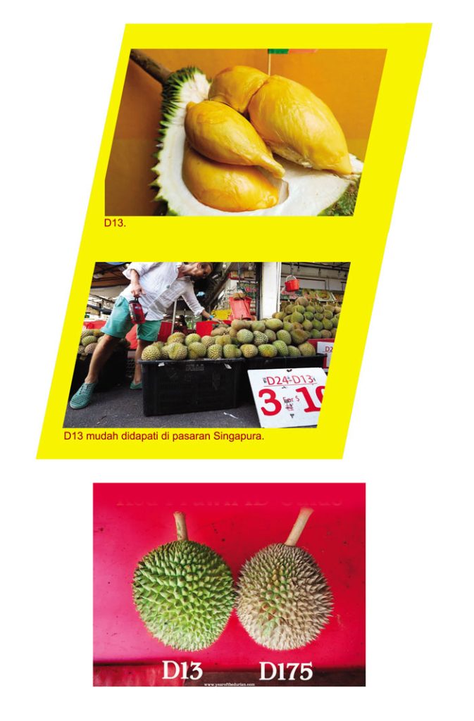 Durian D13 Sering Dikelirukan Sebagai Durian Udang Merah - INFO ...