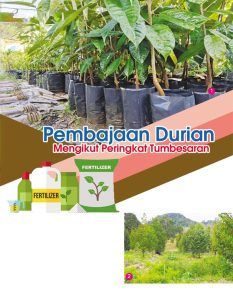 Pembajaan Durian Mengikut Peringkat Tumbesaran - INFO PERTANIAN online