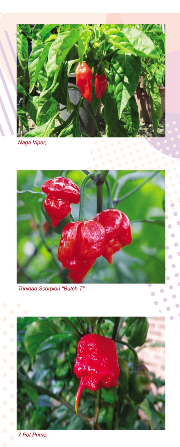 10 Jenis Lada Cili Paling Pedas Di Dunia - INFO PERTANIAN online